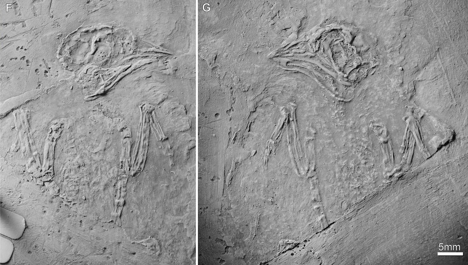 Raptormaniacs: Finches Before There Were Finches: Eofringillirostrum ...