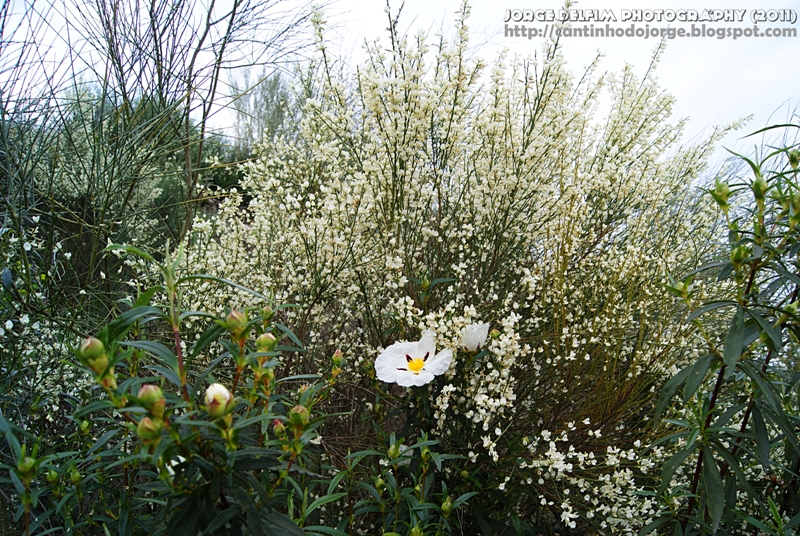 O CANTINHO DO JORGE: Flor da Esteva em Sampaio (Concelho de Vila Flor)