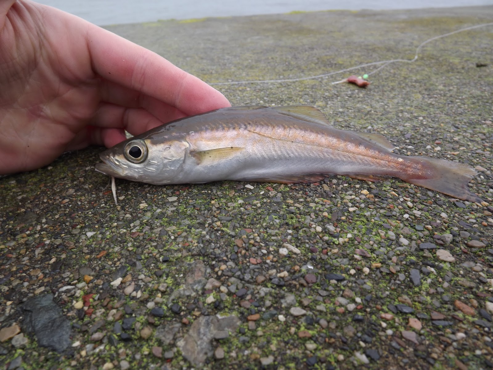 Mission Impossible : To catch 100 species of saltwater fish from ...