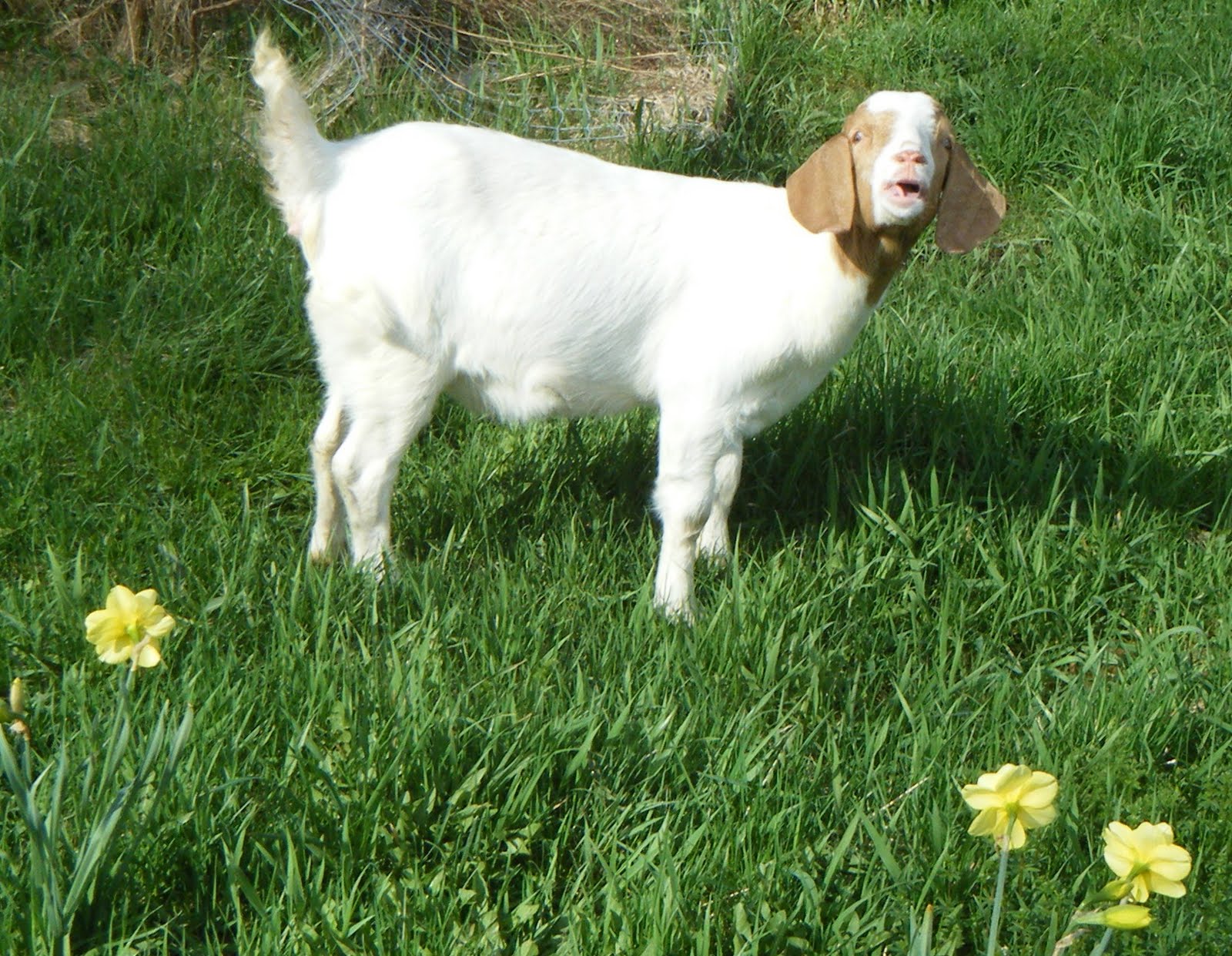 THE GOAT BORROWER: GOATIE SPRING FUN