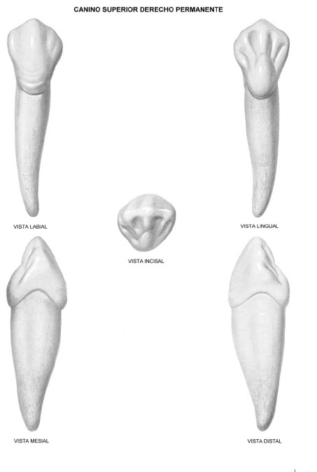 Anatomía Dentaria: CANINO SUPERIOR
