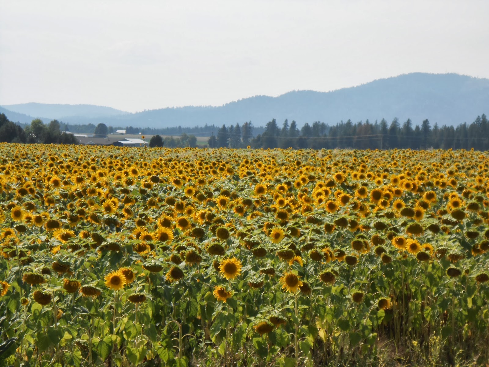 Silver Valley Stories: Sunflowers