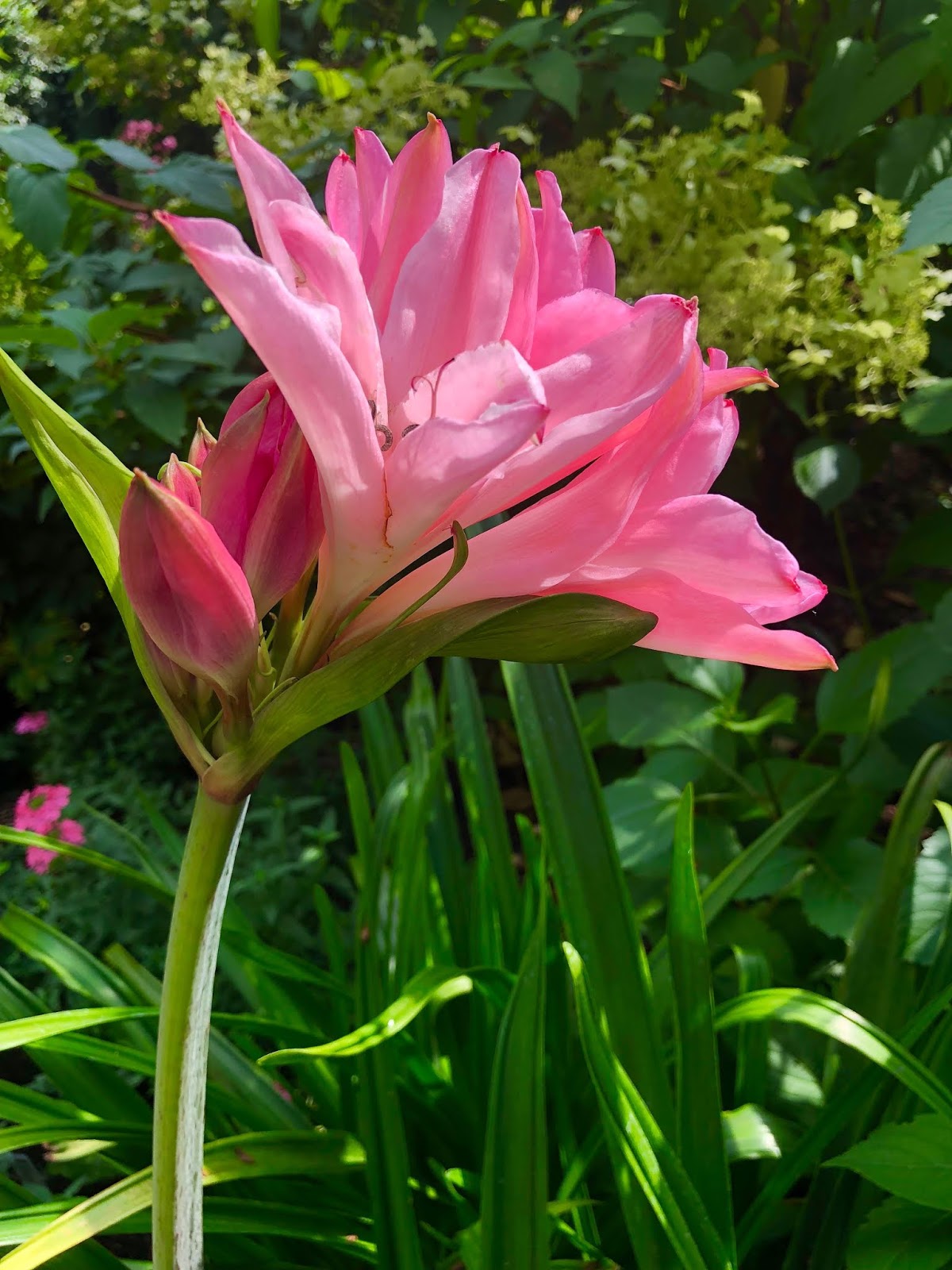 Bonney Lassie: A Blogaversary Post About Heronswood