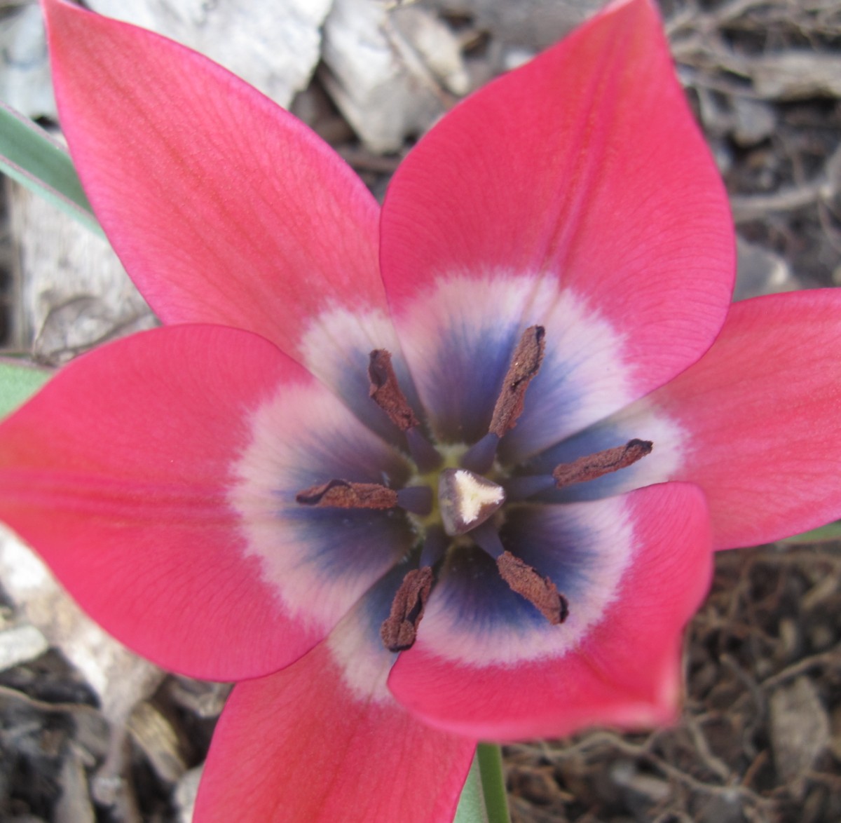 Arrowhead Alpines Blog: Species tulips