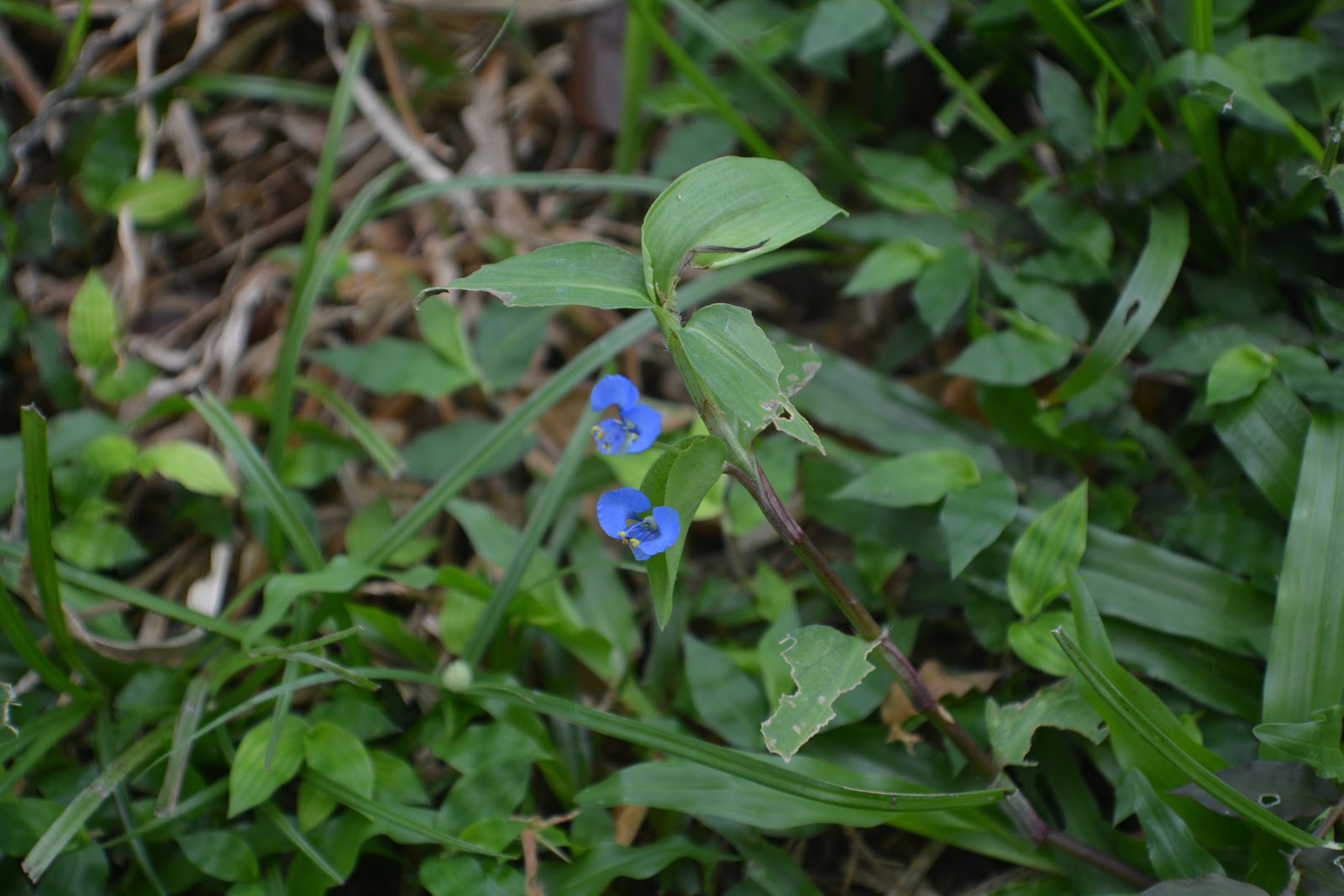 Commelina diffusa Burm.f.