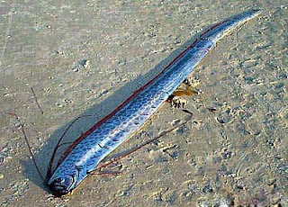 Oarfish ~ Animals Images