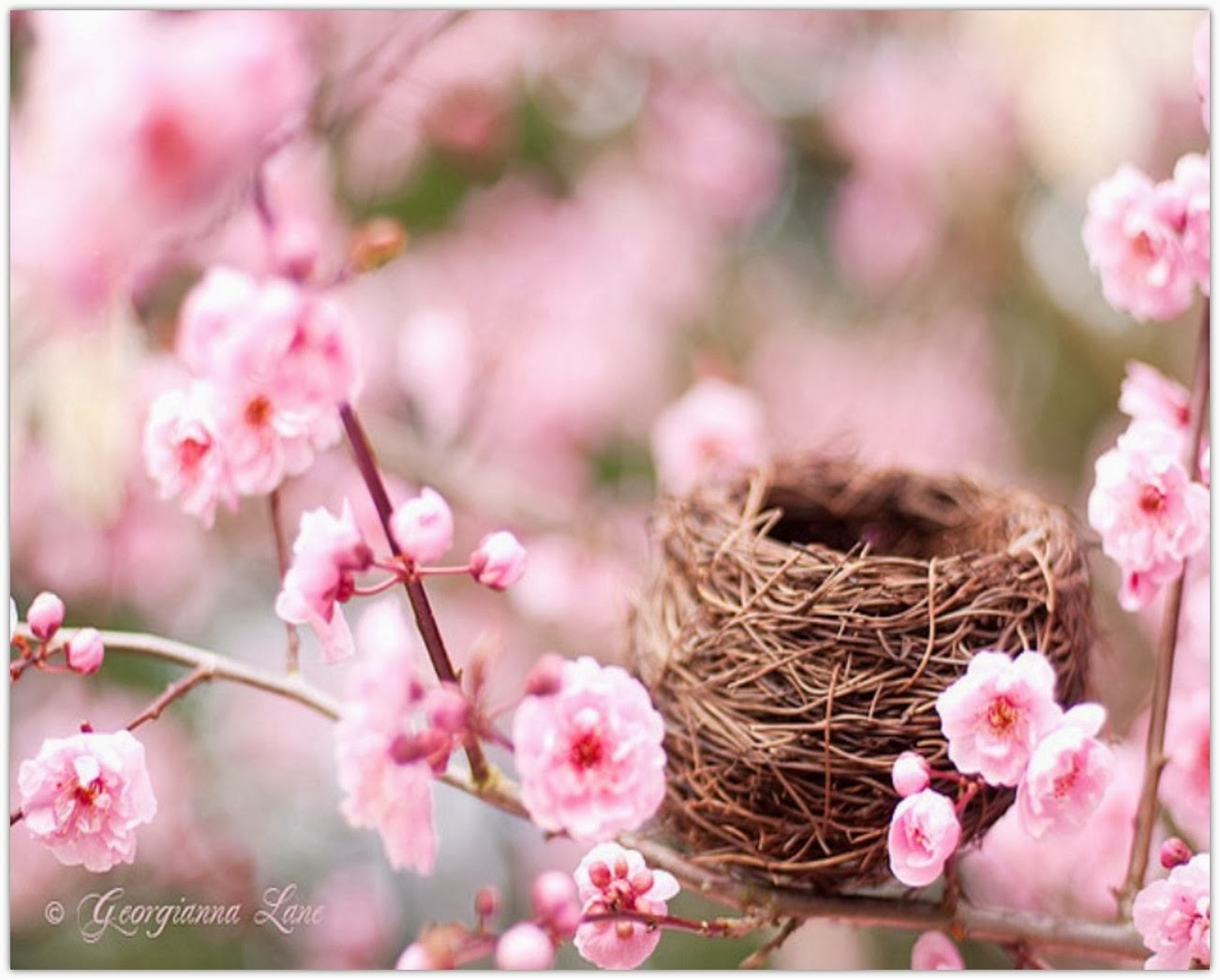 Delicate Cherry Blossoms