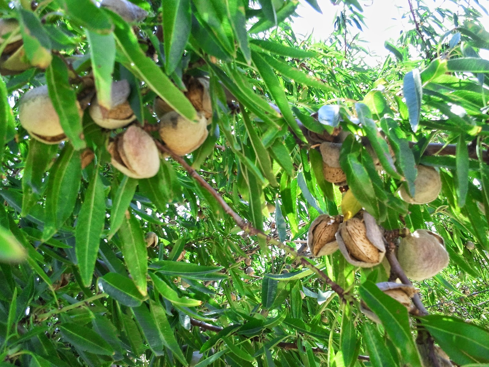 Todo sobre mi Huerto: Recolección de la Almendra