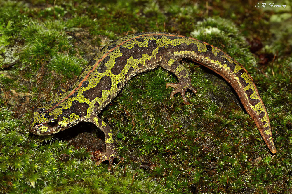 fotosricardo-h: TRITÓN PIGMEO - Southern marbled newt