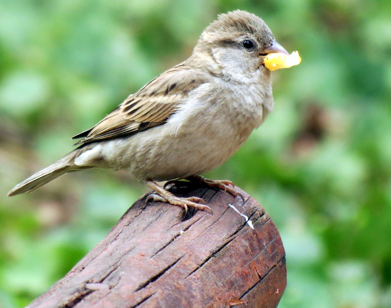 Ons geveerde vriende : Janfredrik, mossies en nog meer besoekers