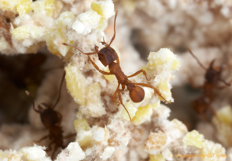 Variety of Life: Attini