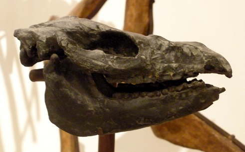 Noticias de Paleontologia: Thoatherium minusculum, un pequeño falso ...