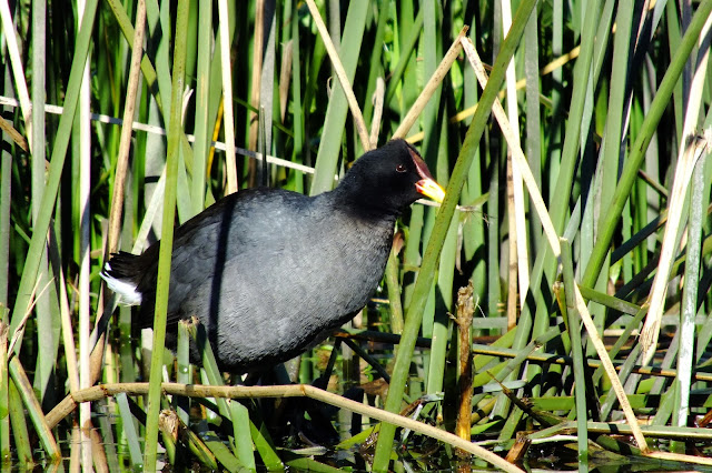 Aves de la VIII Region del Bio Bio: Tagua de frente roja
