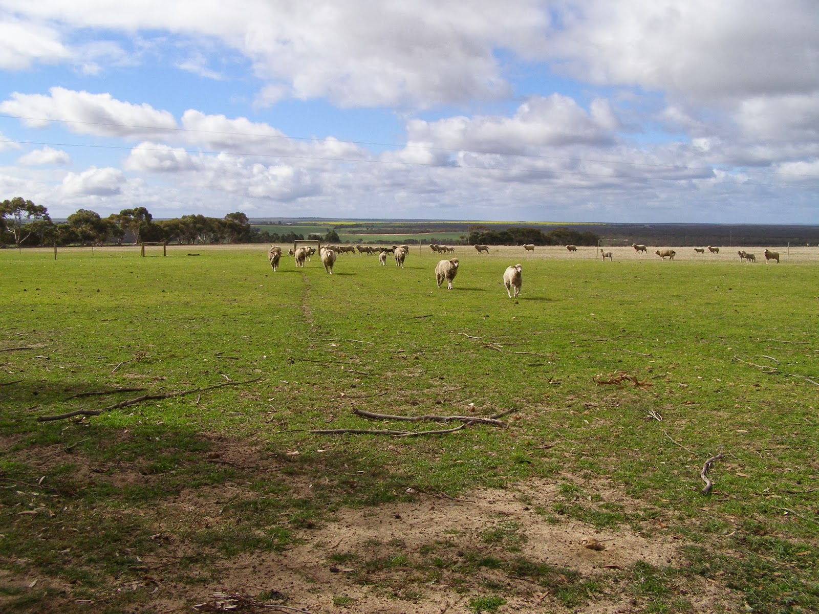 Pretending to Farm: Mustering Sheep