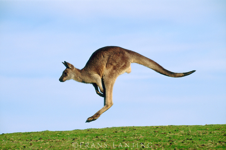 ABBIAMO UN BLOG... : MA CHE E’ ‘STO "CANGURO"