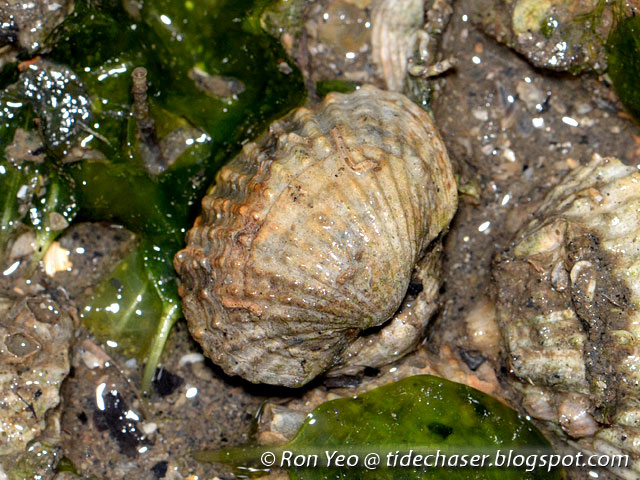 tHE tiDE cHAsER: Pteriomorph Bivalves (Phylum Mollusca: Subclass ...