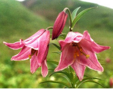 NiceDeals: Siroi lily growing in its native habitat, the Shirui Hill ...