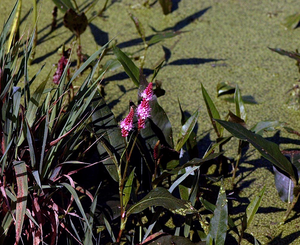 Field Biology in Southeastern Ohio: A Few Smartweeds