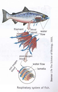 Respiratory System In Animals - New Science Biology