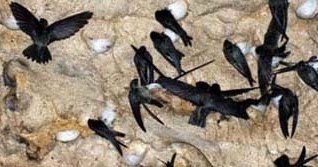 Berikut ini jenis burung walet yang wajib anda ketahui | Dunia Cara ...