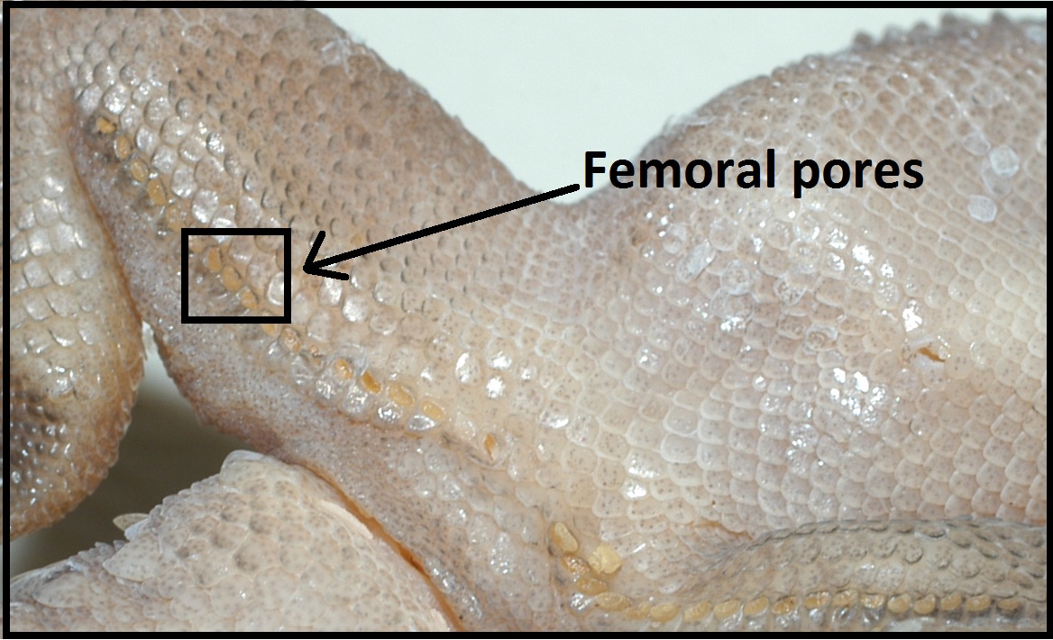Biology of the Reptilia: Lab 1: General Anatomy of Reptiles. Chalaza ...