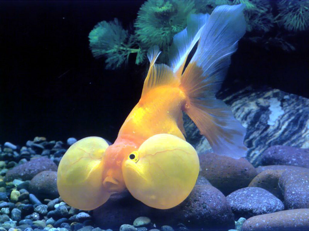 NATURE'S BEAUTY: Bubble Eye Goldfish
