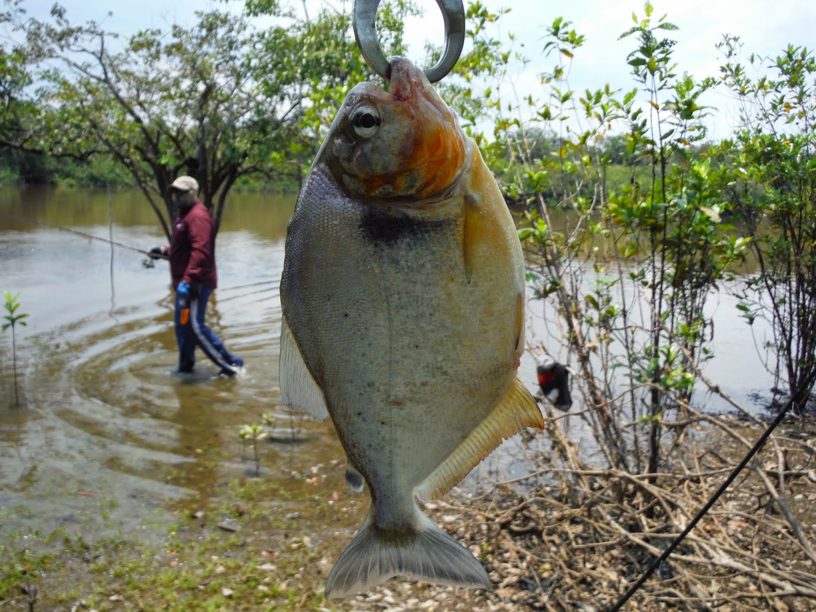 Espacio de Pesca: Pesca de Raya de Rio, Piraña y Pez Ciego en Caño del ...