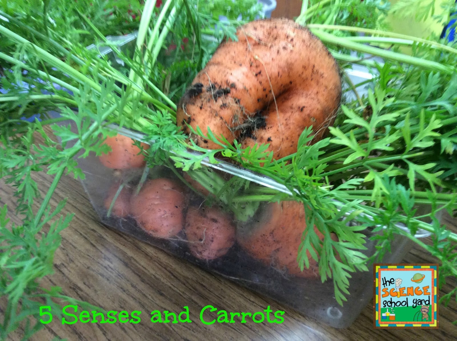What's Up Doc? Carrots!!!! - The Science School Yard