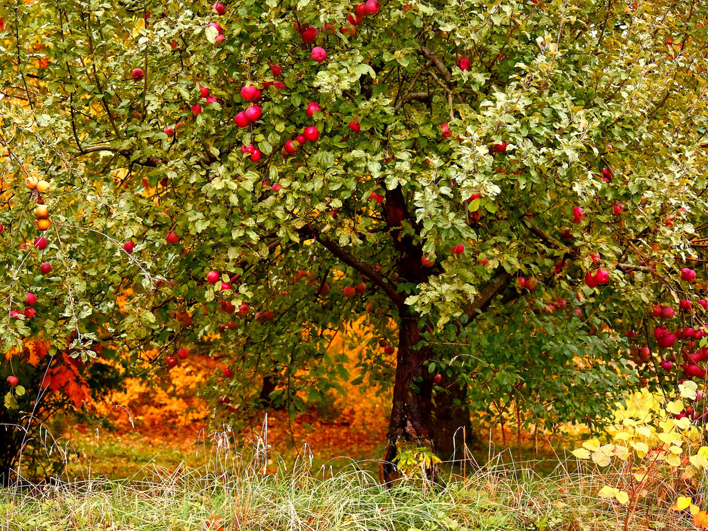 October Country USA: The Three Apples