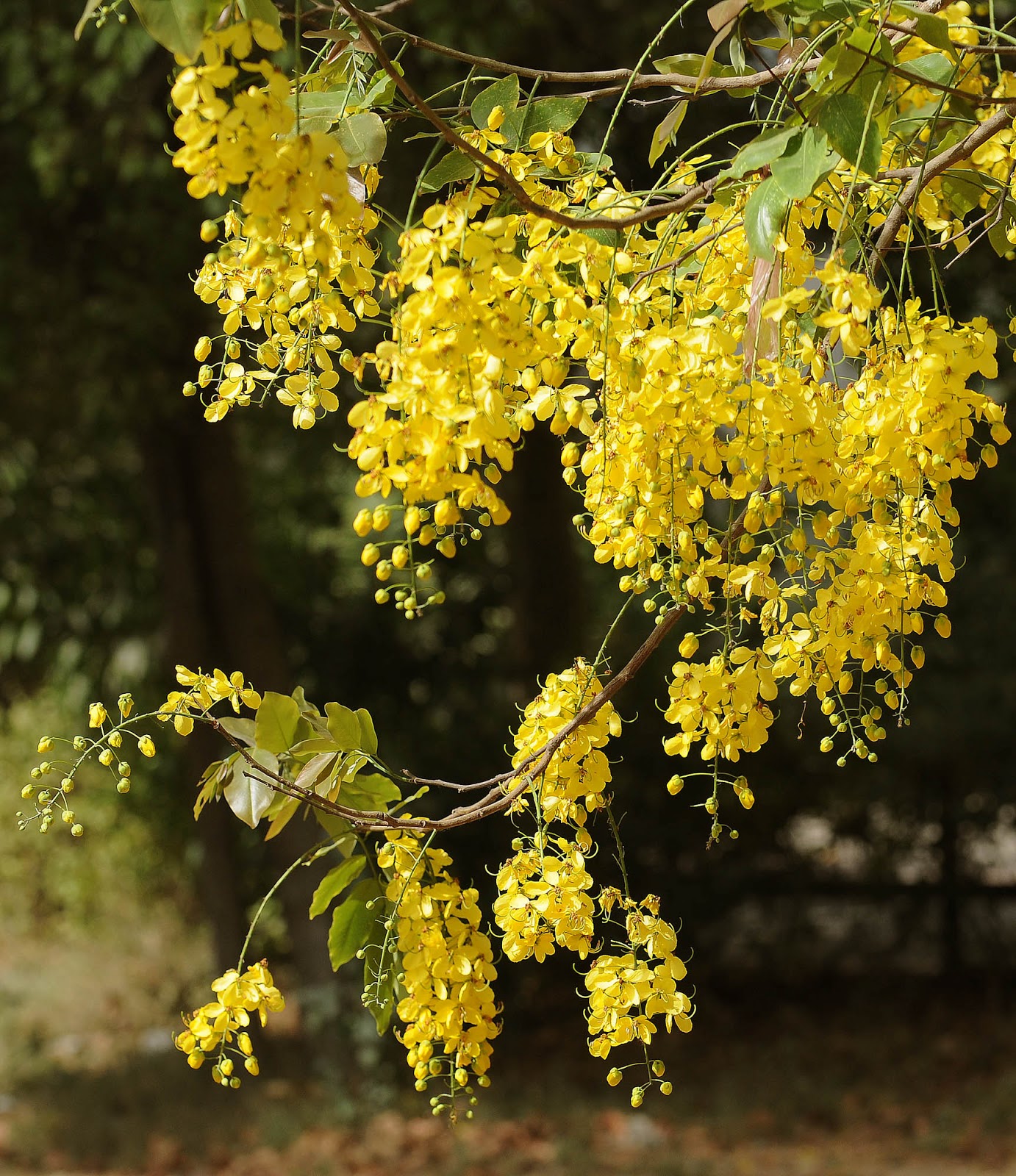 Salman Rashid: Salman Rashid’s archetypal Amaltas