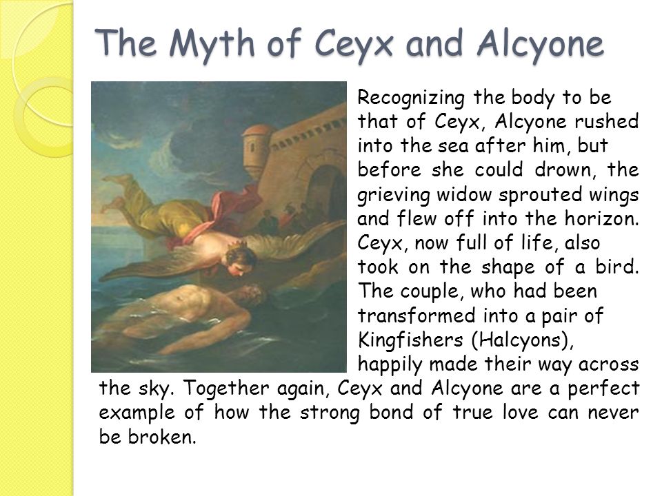 EXAMS AND ME : Halcyon: The Story Of Ceyx and Alycone
