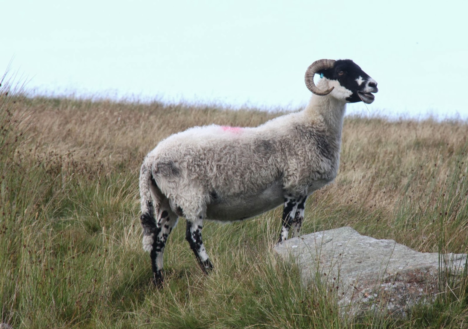 Wildlife Wanderings: The Yorkshire Dales - sheep country