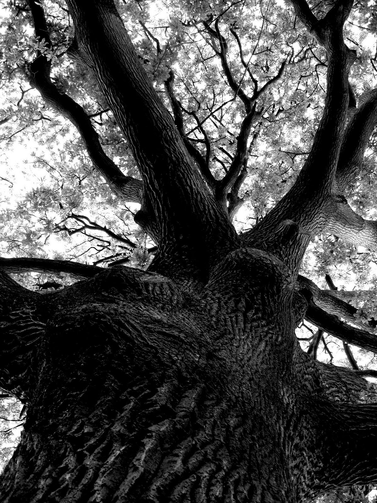 Simplicity - Eirian Thomas