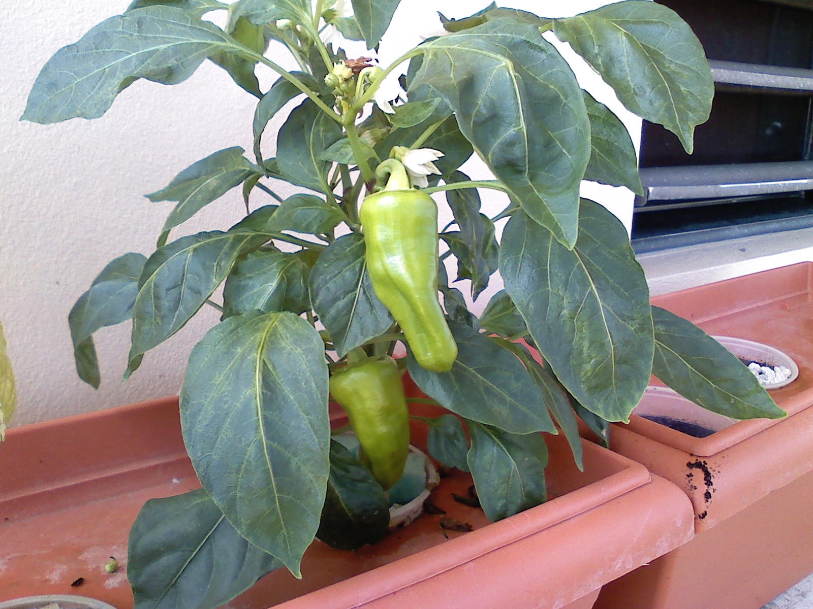 Foto Blog Puerto Rico: Hidroponia Casera Pimientos 2