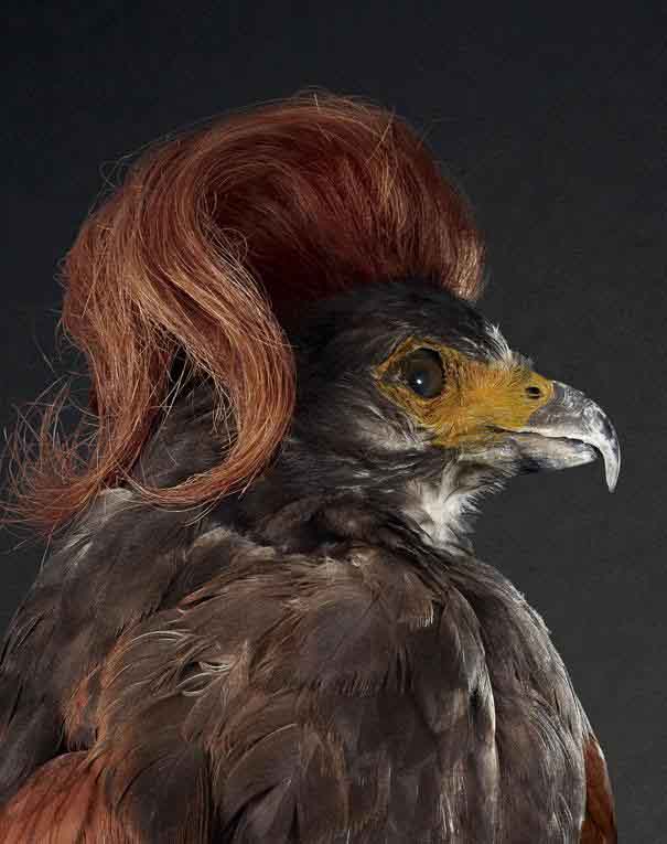 All About Life: Burung dan Fesyen Rambut Terkini