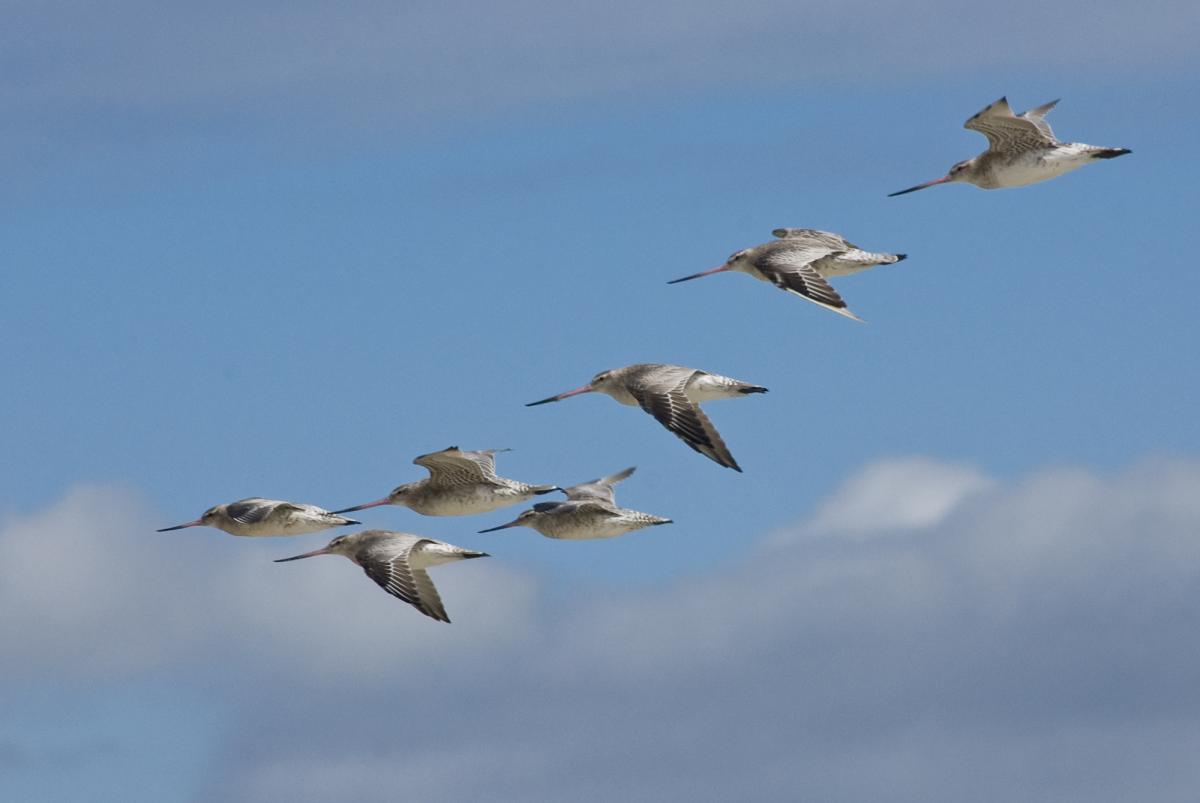 Every Day Is Special: May 10 - World Migratory Bird Day
