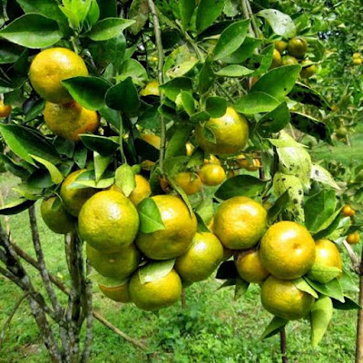 Redaksi | Rabu, 07 September 2016