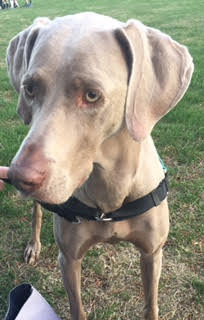 Shelter Dogs of Portland: "TOBY" UPDATE! lovable mature weimaraner ...
