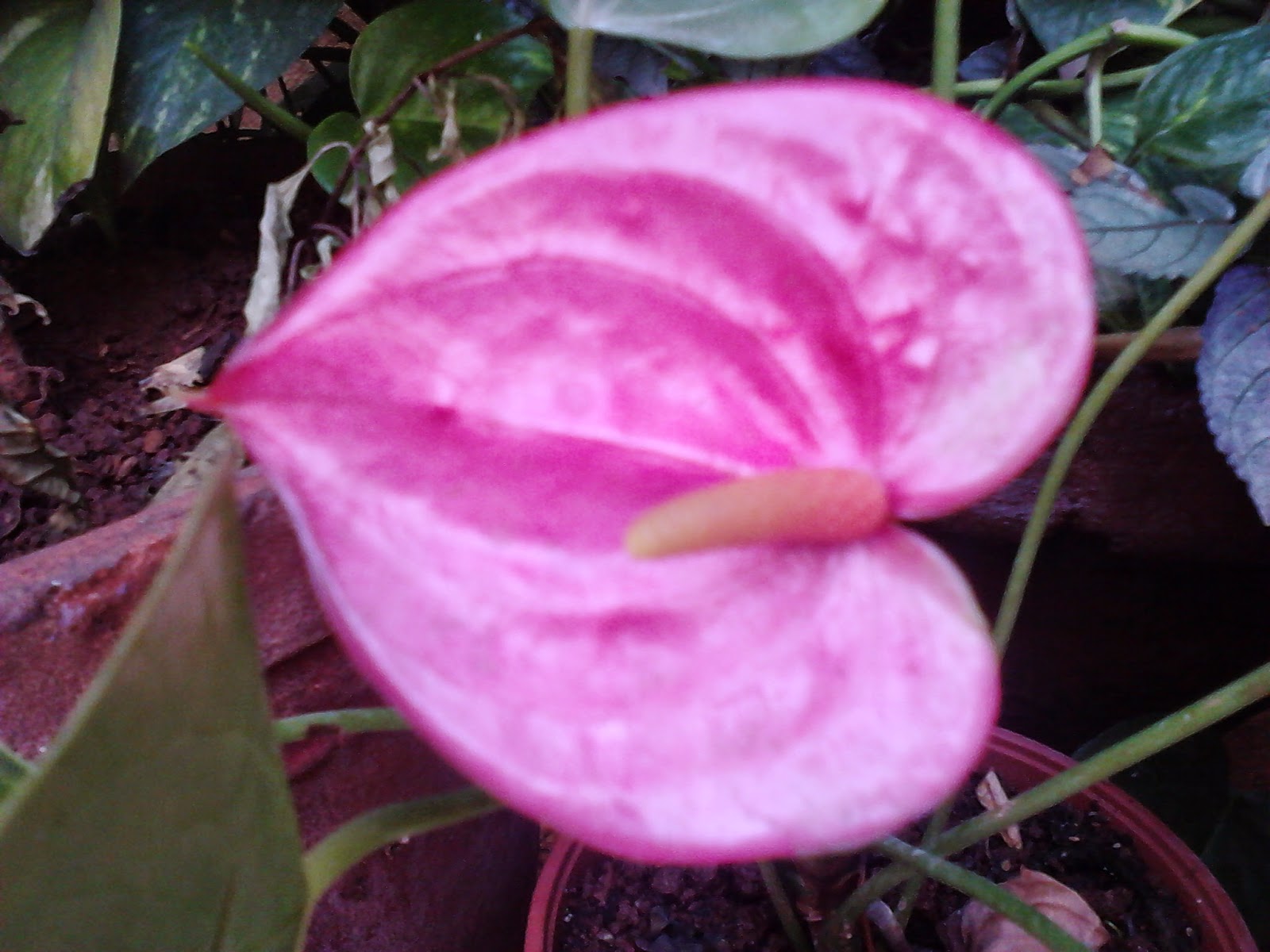 Garden Care Simplified: Red Color Leaves Agave Plants Fruits and Care ...