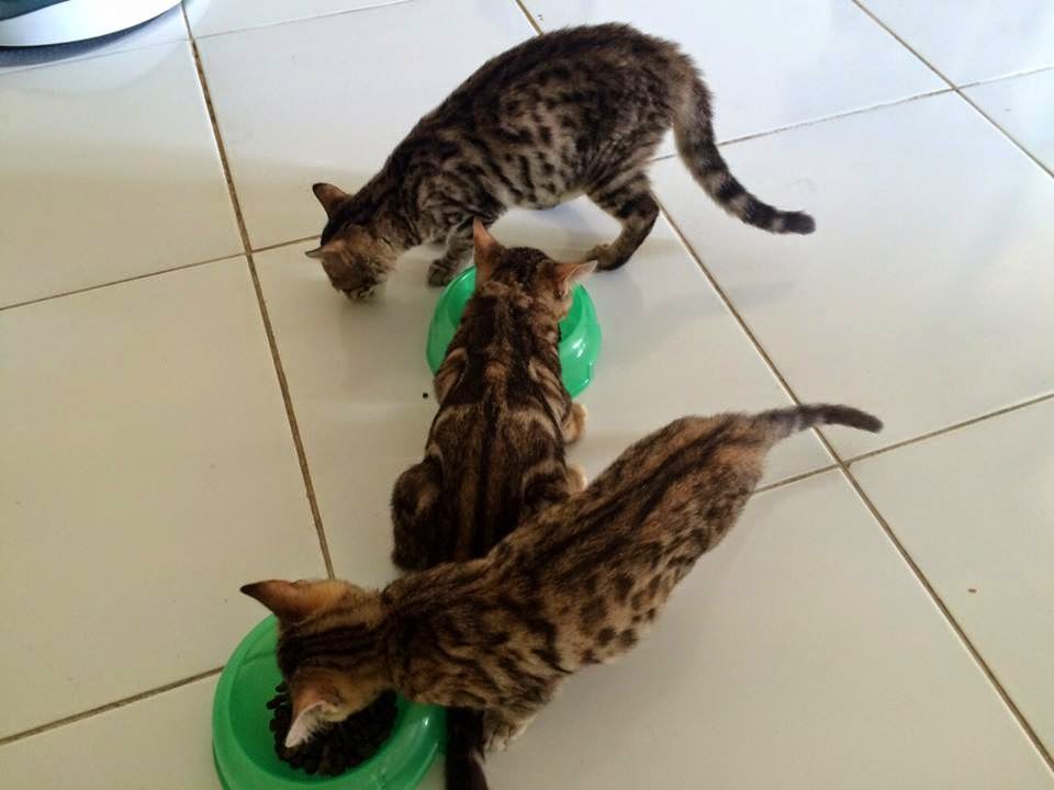 KUCING BENGAL INDONESIA: JUAL KUCING BENGAL