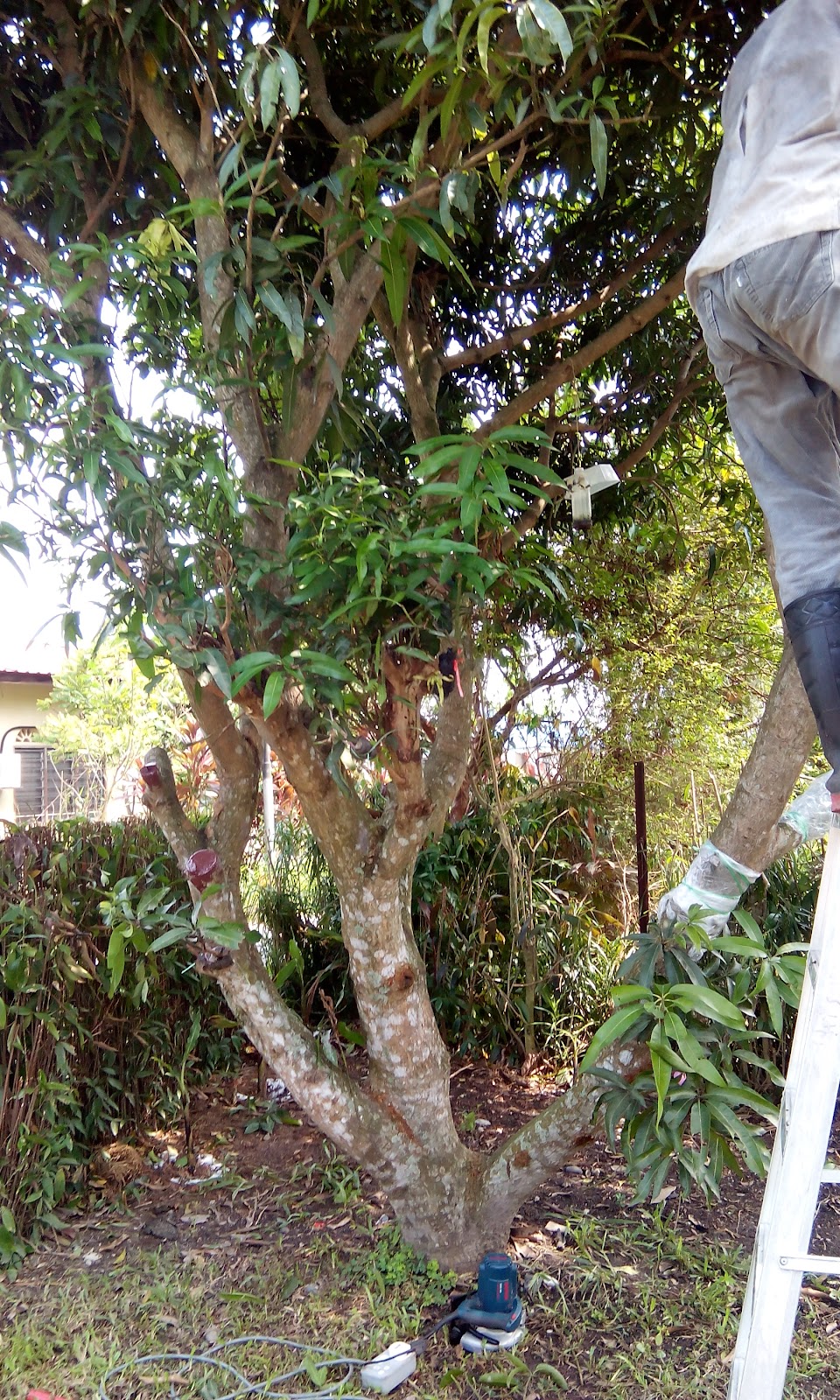 Belajar-Bertanam-tanaman: Mencantas Dahan Pokok Mangga