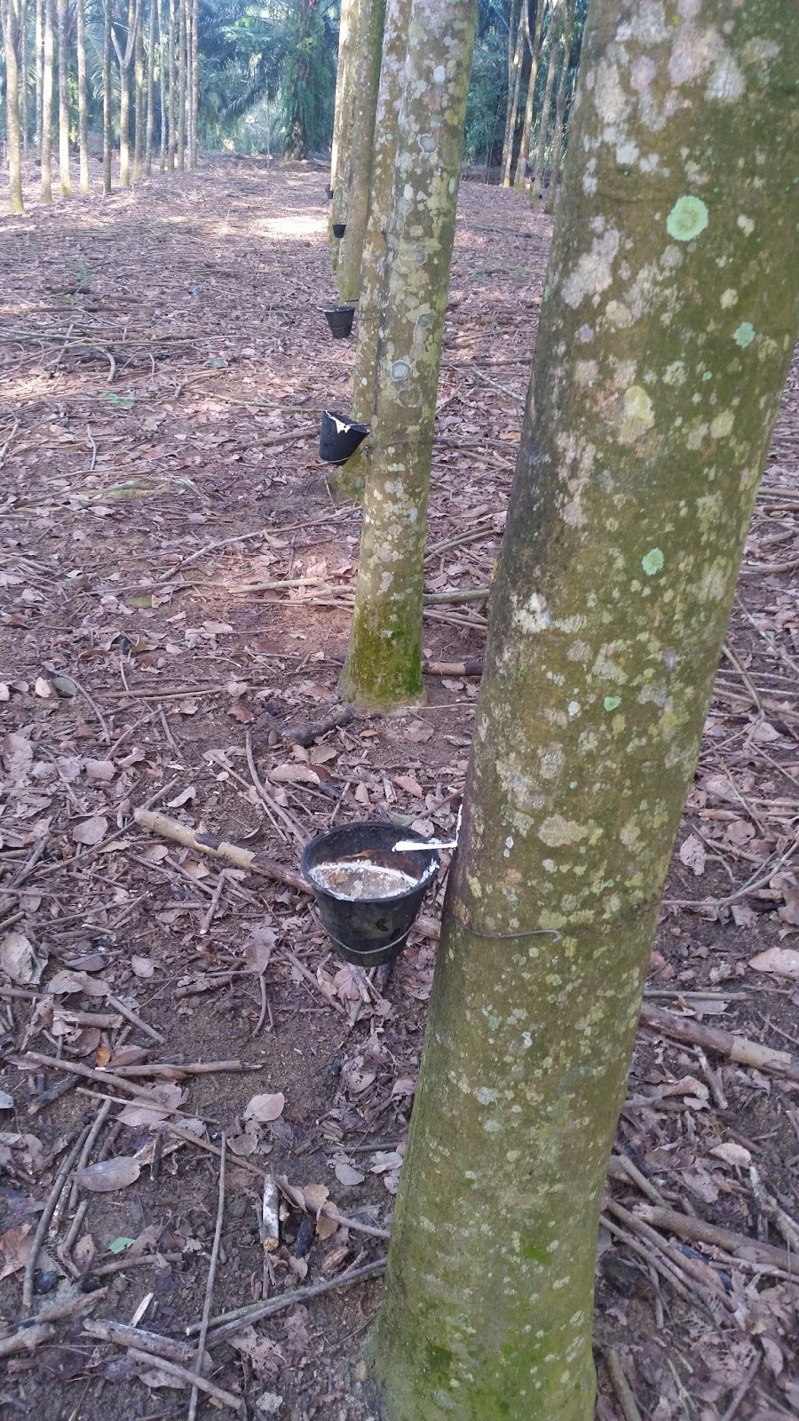 Warisan Petani: Menoreh Pokok Getah.