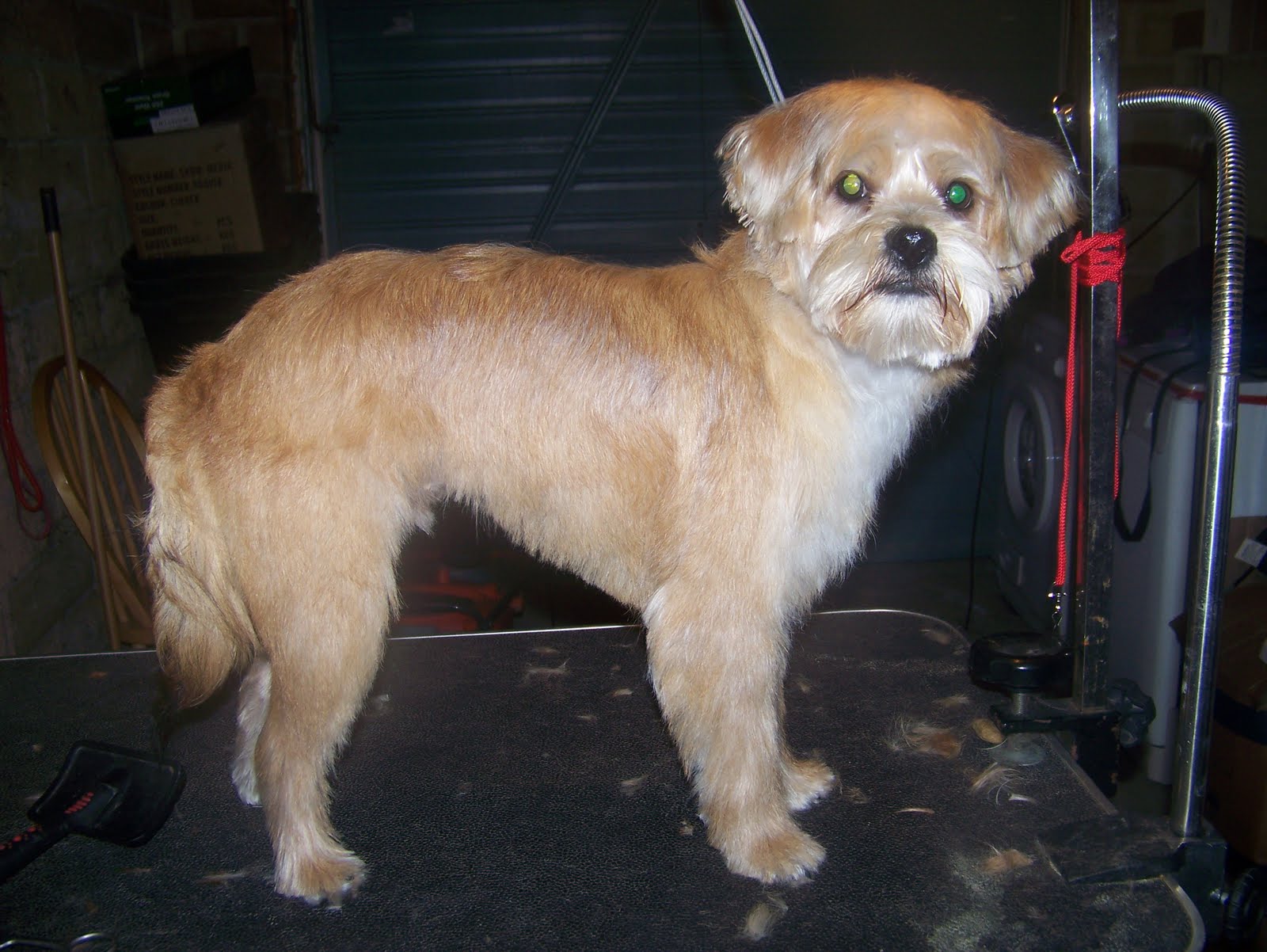 Blissful Dog Grooming: Harry- Yorkie X Lhasa Apso