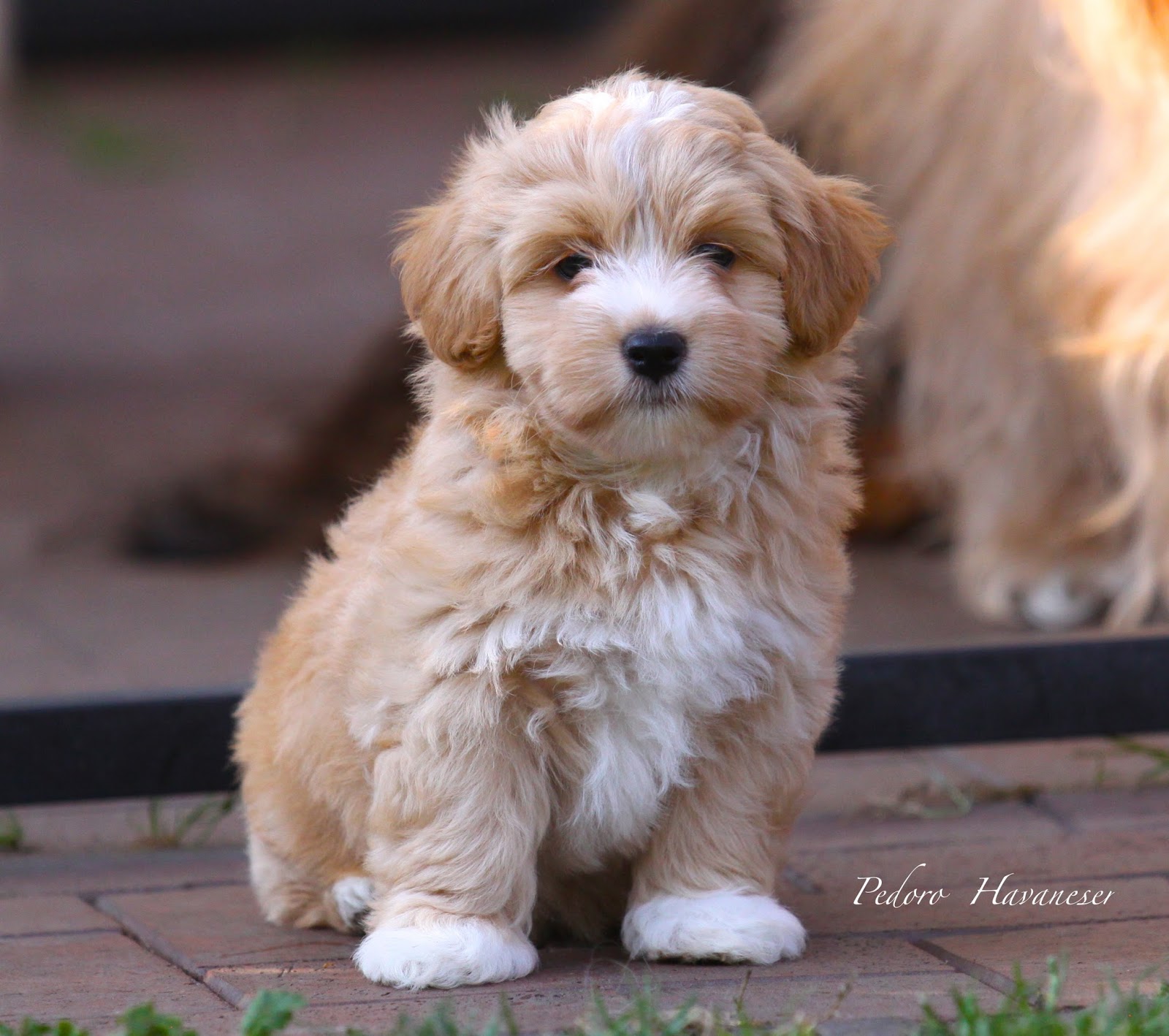 Havaneser Welpen - PEDORO HAVANESER - VDH kontrollierte Liebhaberzucht