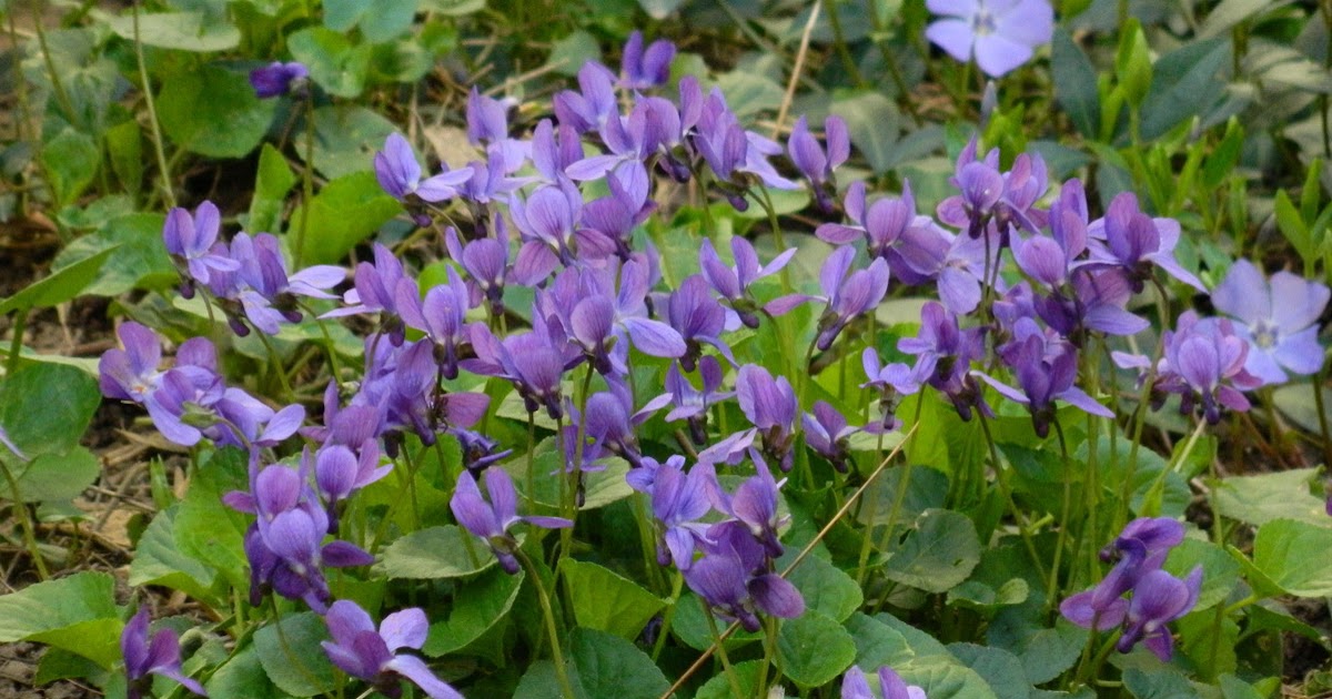 LA MULTI ANI, ROMANIA!: Toporasi