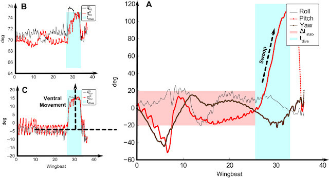 Ciencia en Canoa, by Vanessa Restrepo Schild. : A biomimetic robotic ...