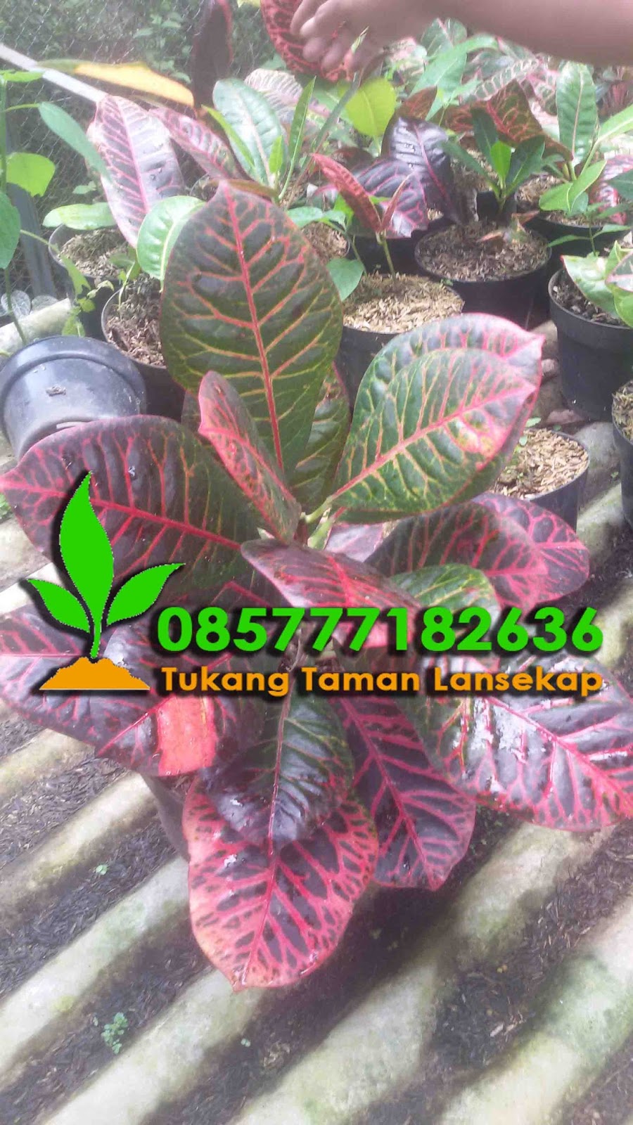 JUAL MACAM-MACAM TANAMAN PURING | JENIS-JENIS POHON PURING | TUKANG ...