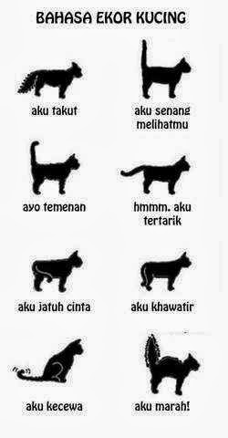 Filosofi Bentuk Ekor Kucing - Hewan Peliharaan