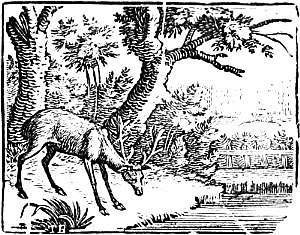 A Foolish Stag (Short Story) | Study Material