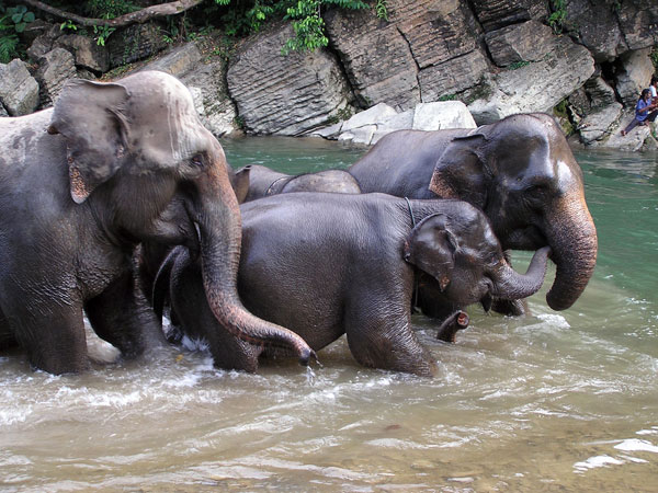 6 Thing You Can Find In Tangkahan - Pariwisata Sumatera Utara